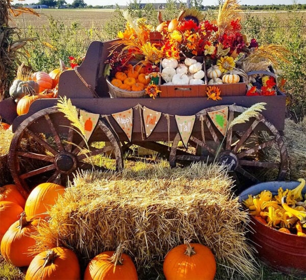 Favorite Pumpkin Patches in Dallas Fort Worth [2025] – DFW Craft Shows