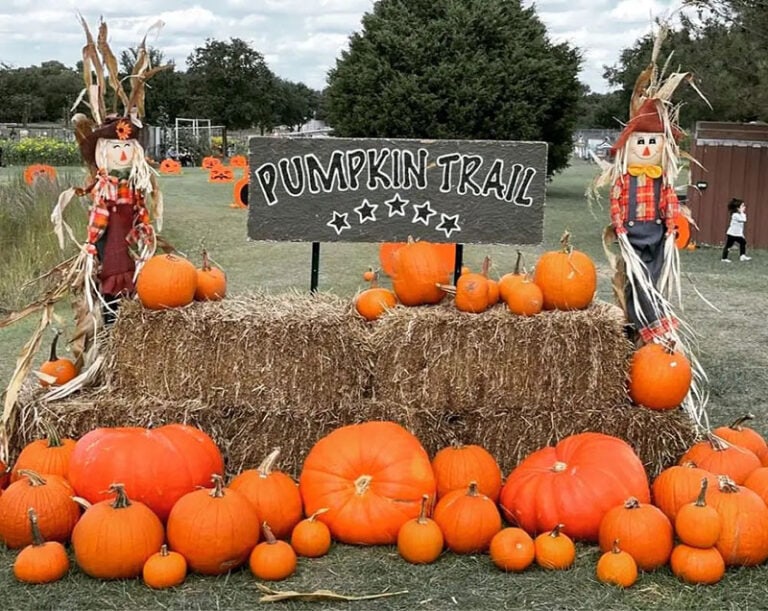 Favorite Pumpkin Patches in Dallas Fort Worth [2025] – DFW Craft Shows
