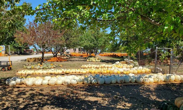 Favorite Pumpkin Patches in Dallas Fort Worth [2025] – DFW Craft Shows