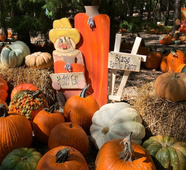 Favorite Pumpkin Patches in Dallas Fort Worth [2025] – DFW Craft Shows