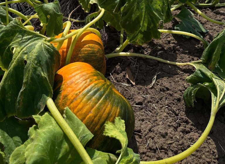 Favorite Pumpkin Patches in Dallas Fort Worth [2025] – DFW Craft Shows