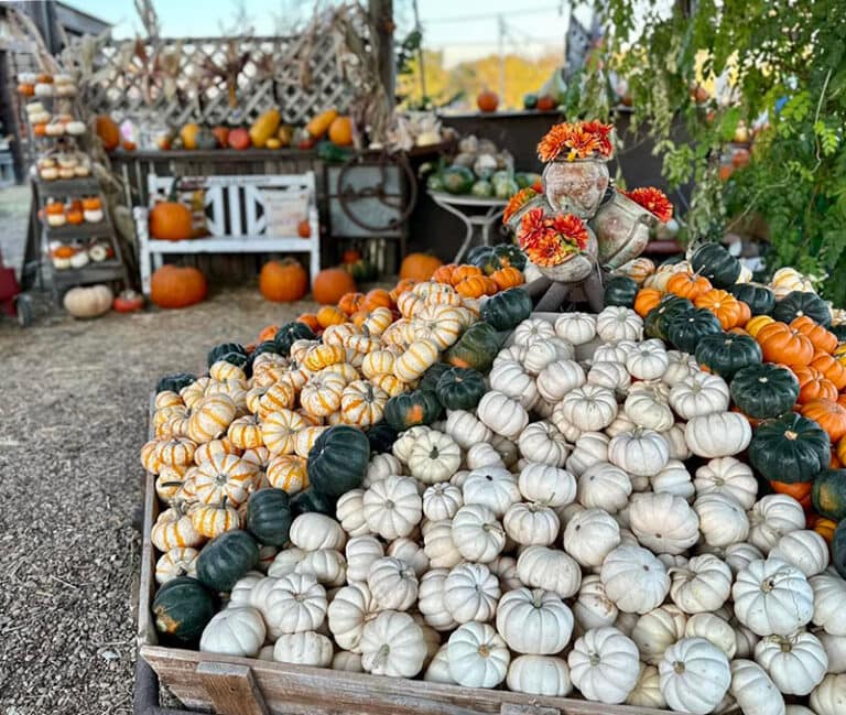 Favorite Pumpkin Patches in Dallas Fort Worth [2024] – DFW Craft Shows