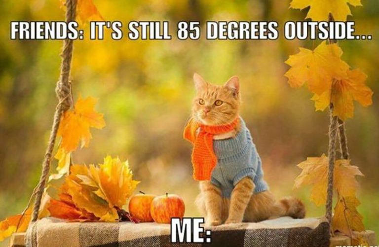 Best Texas Fall Memes [2025] – DFW Craft Shows